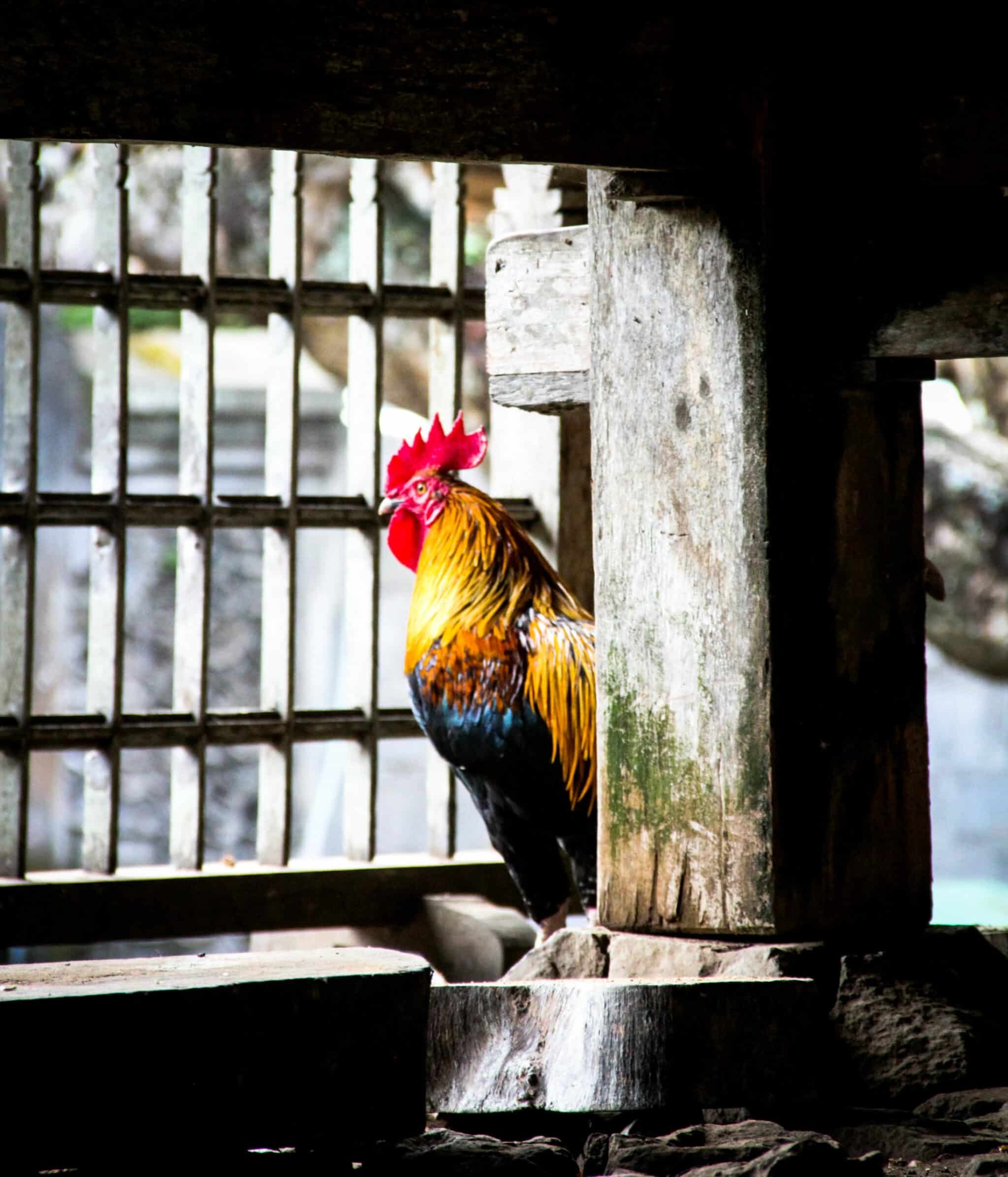 Writing Retreat Bali - Laura Davis