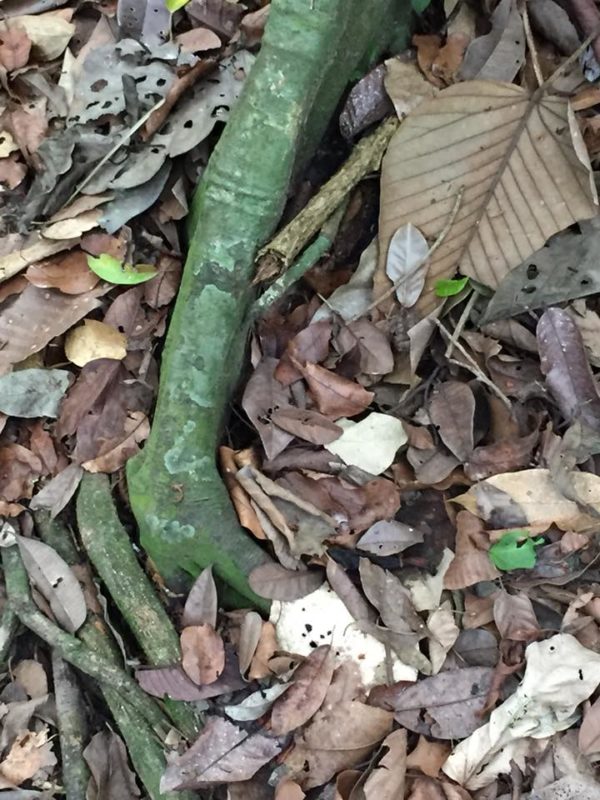 The Amazon: The Amazon Pantry - Laura Davis